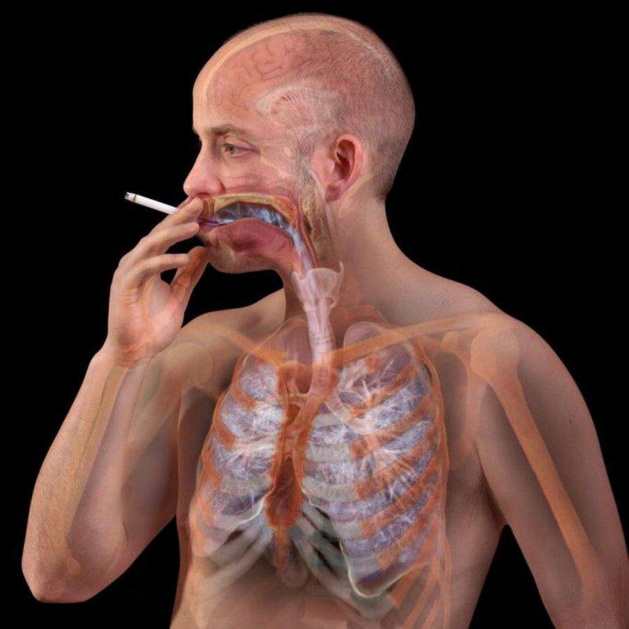 Pictures Of The Human Body Inside Picture Of Human Body Organs For