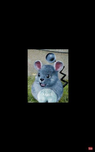 Pokemon Marill Pokémon Amino