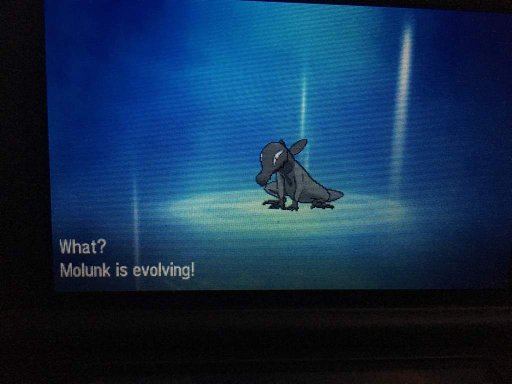 I Finally Got Salazzle Pokémon Amino