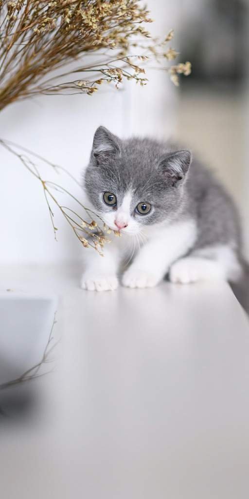 Котики(не мои) | ️КОТЯТА МИЛОТА ️💓 Amino