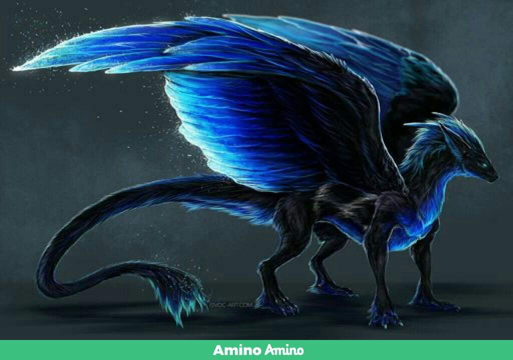 The Dragon Wolf Hybrids Wiki ~~~the Different Ones~~~ Amino
