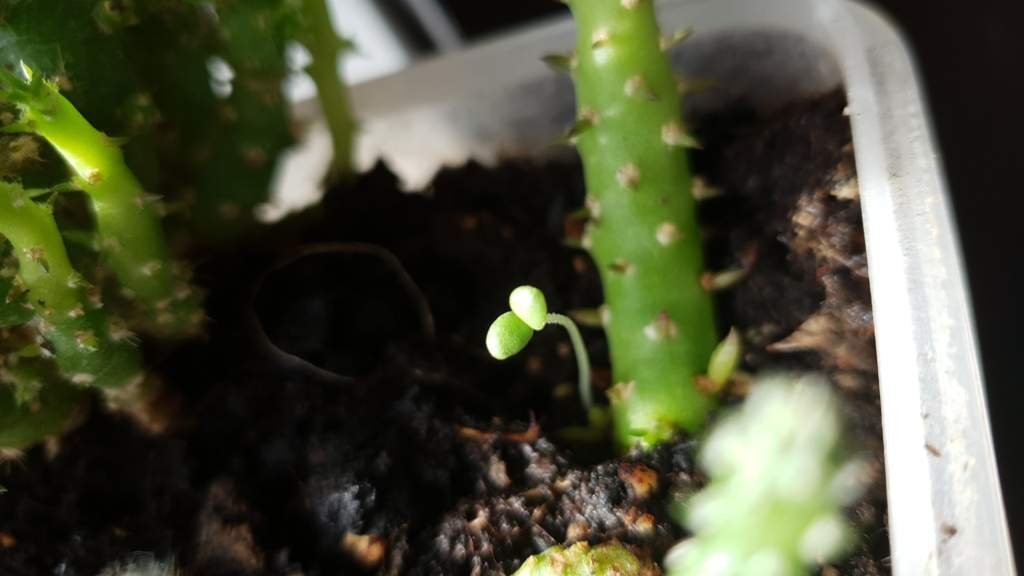 What is this? It doesn't look like a succulent. | Succulent & Cactus Amino