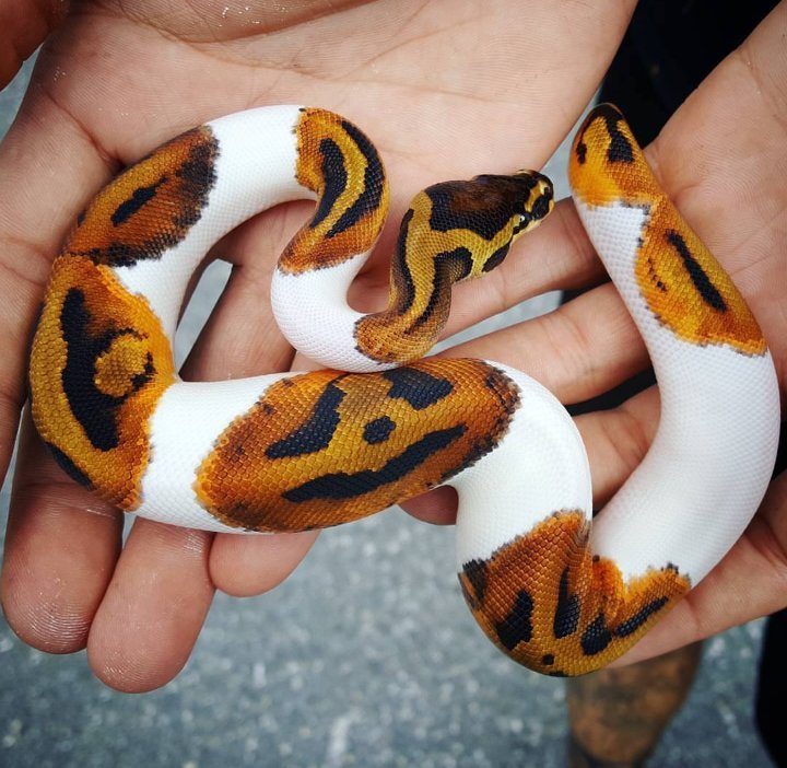 THE MOST BEAUTIFUL BALL PYTHON MORPH Reptiles Amino
