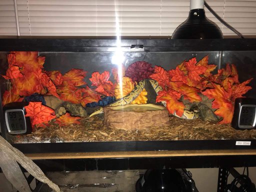 Glass Tank Enclosures (Ball Pythons) | Wiki | Reptiles Amino Glass Tank Enclosures (Ball Pythons) | Wiki | Reptiles Amino