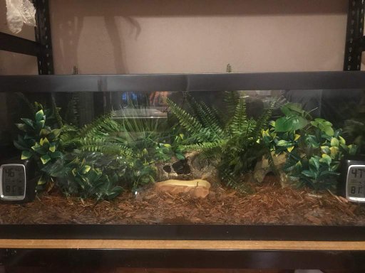 Glass Tank Enclosures (Ball Pythons) | Wiki | Reptiles Amino Glass Tank Enclosures (Ball Pythons) | Wiki | Reptiles Amino