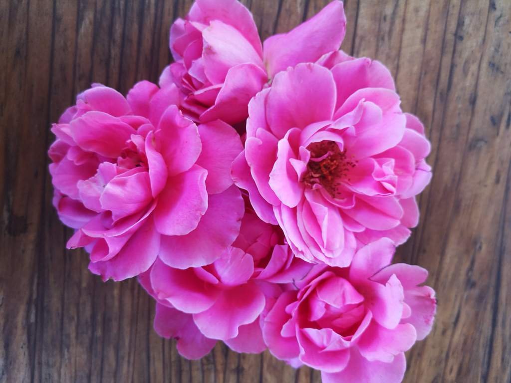How To Make Rose Water And Magickal Properties Of Rose Pagans 