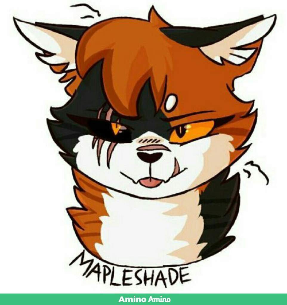 Кленовница Wiki 🌊~💫️ Коты Воители 💫~🌙 Amino