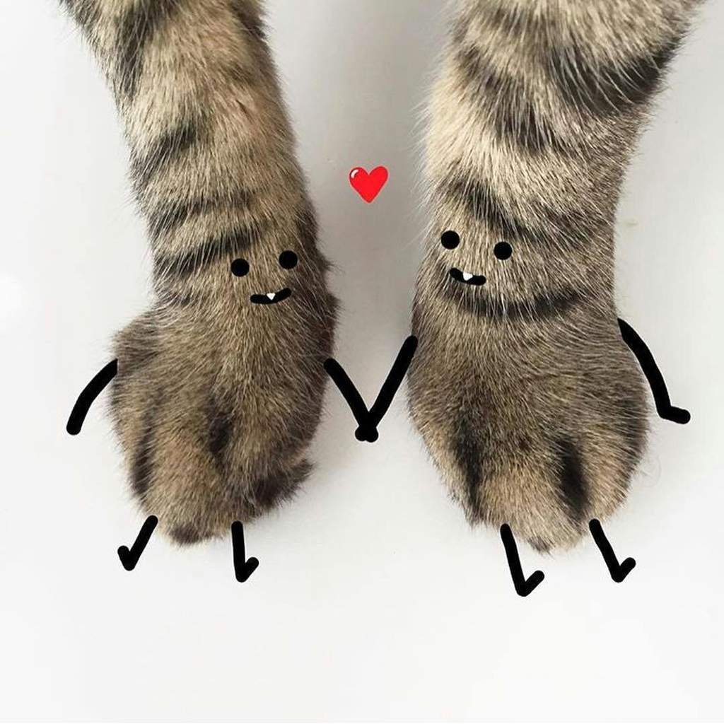 Галерея кошачьих лапок:3 | 🌸Уголок Кавая🌸 Amino