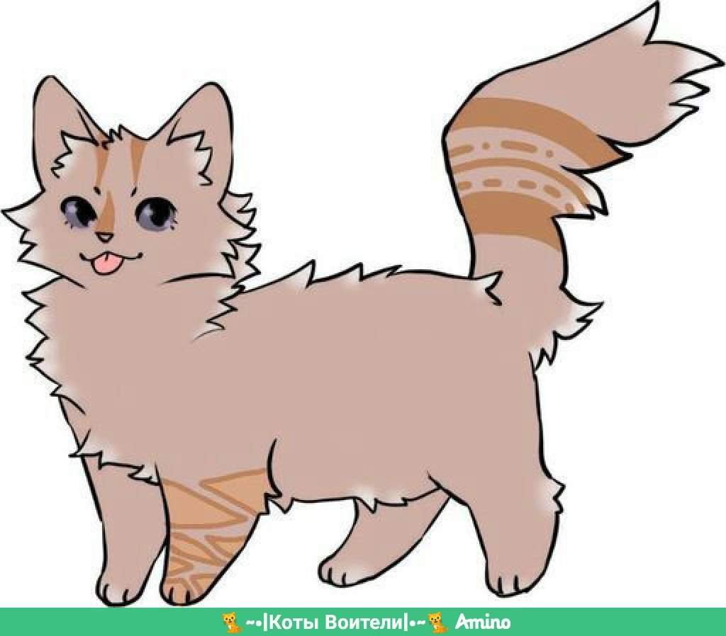 Анкета | Wiki | |Мир|Котов-Воителей| Amino