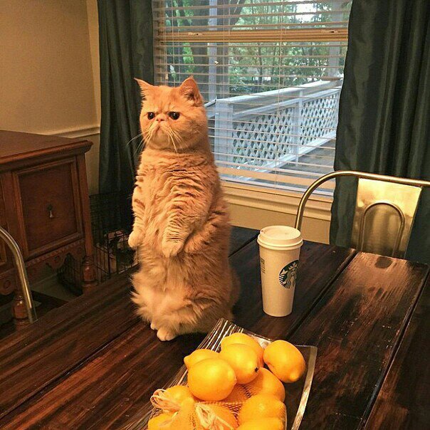 Сколько нужно кормить кота? | Wiki | Котики - милейшие создания Amino