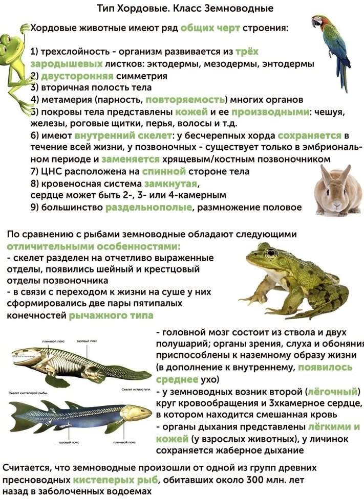 🌱огэ.биология🌱 | Учеба Амино Amino