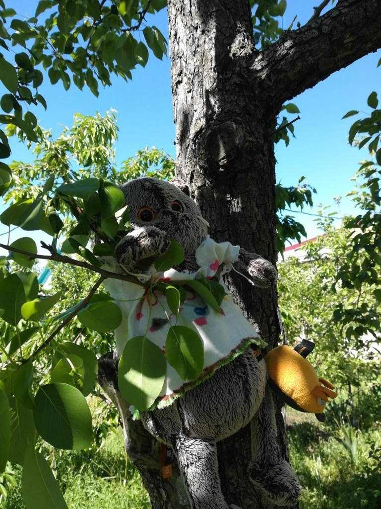 Басик залез на ветку | Wiki | БАСИКИ - мягкий уголок💕 Amino