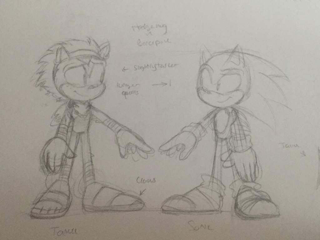 Porcupine Vs Hedgehog Sonic The Hedgehog Amino 