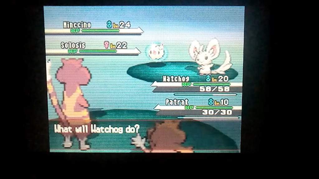 Shiny Solosis