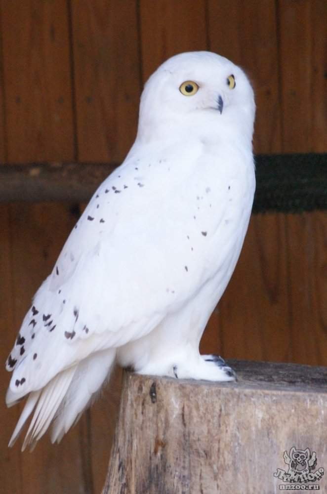 Анкета совы Букля🦉. | Wiki | Школа Хогвартс | Гарри Поттер Amino