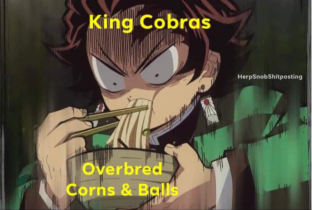 Meme Monday Reptiles And Exotics Amino