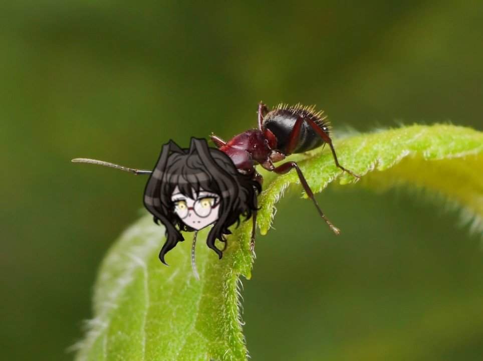 Ant Kokoro Mitsume | Danganronpa Amino Ant Kokoro Mitsume | Danganronpa Amino