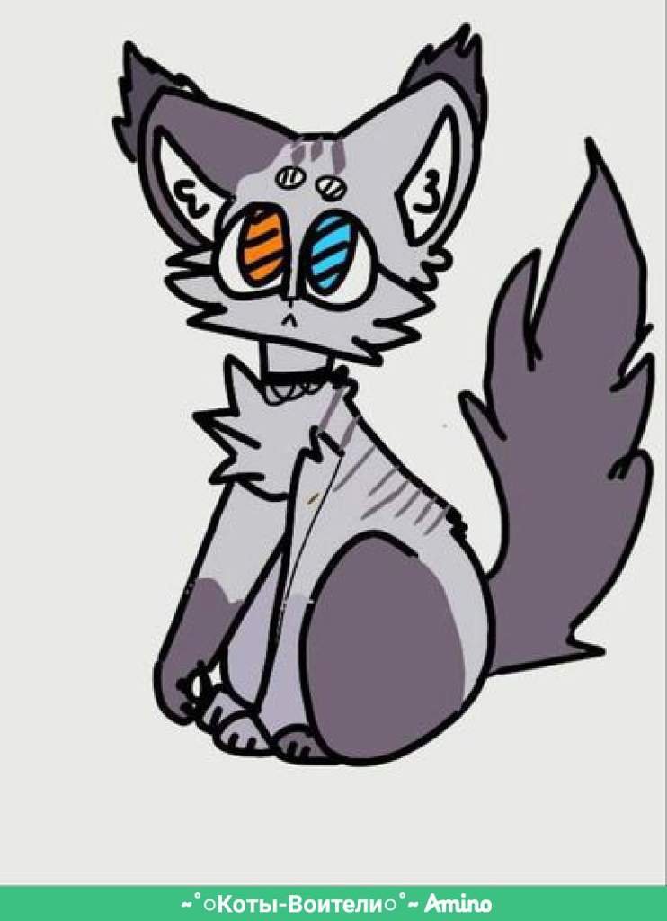 Анкета:"^ | Wiki | •|Коты - Воители|Полночь|• Amino