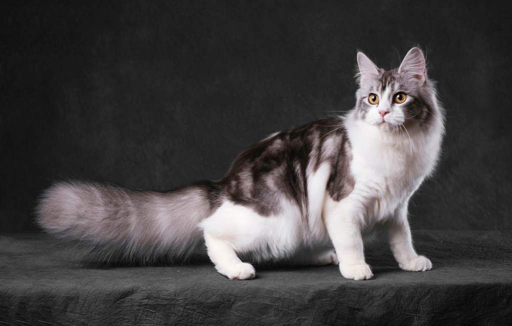 Анкета #3 | Wiki | 💚Коты~ воители 💚 Amino