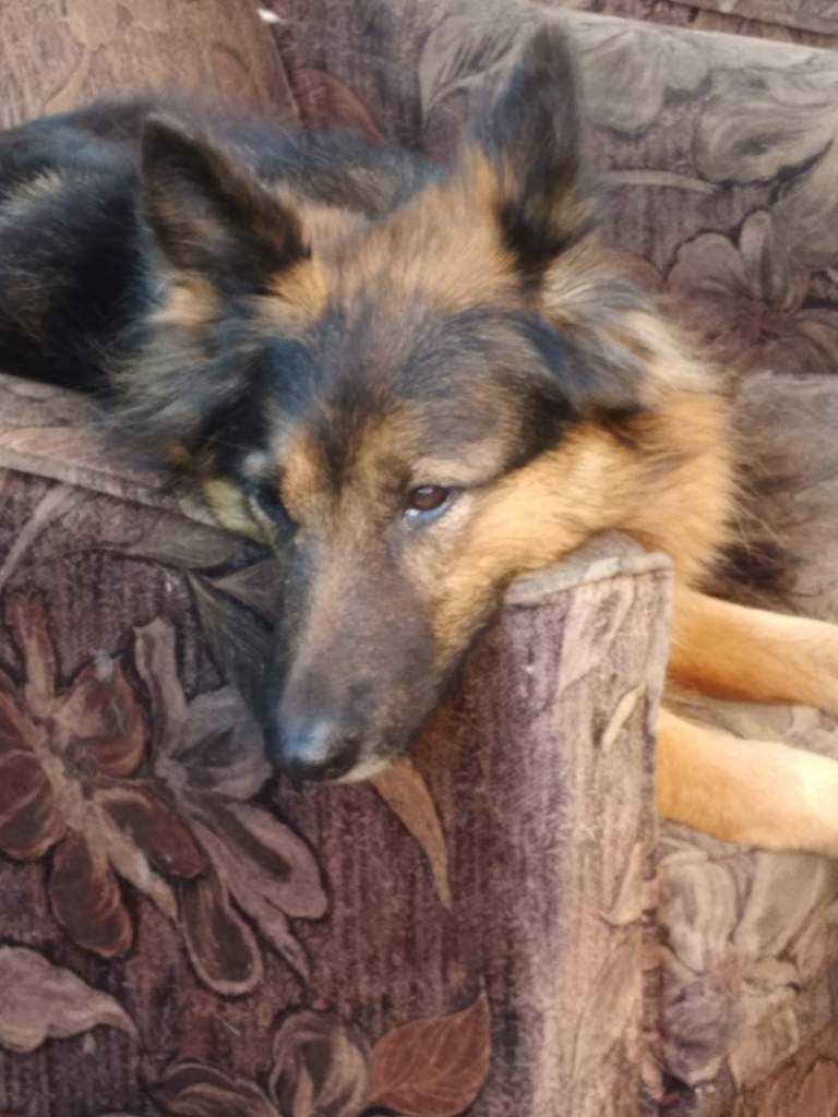 Информация про собак 🐕 | Wiki | 🐶 Домашние питомцы Amino