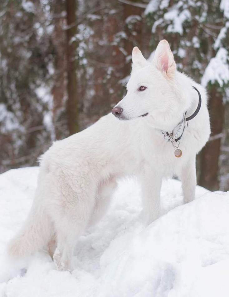 Каула-Kayla | Wiki | Собаки •DOG• Amino