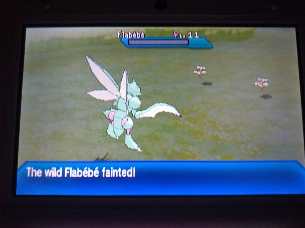 End Of Shiny Yellow Flower Flabébé Hunt Day 1 Pokémon Amino