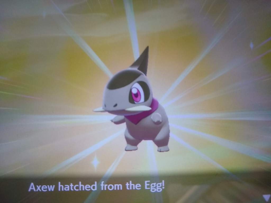 Shiny Axew After Only 8 Eggs Hatched Pokemon Sword And Shield Fans Amino