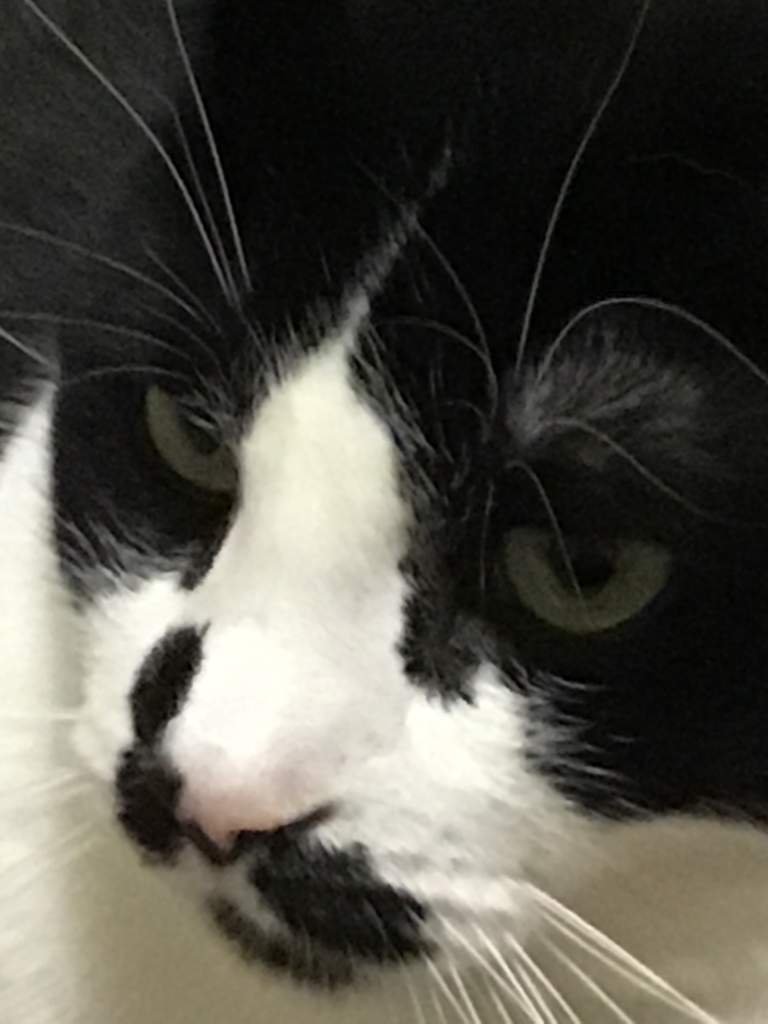 Chappy | Wiki | Cats Amino