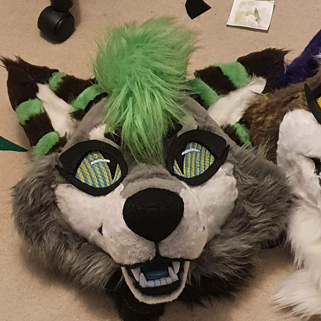 Bonsai Husky Wiki Furry Amino