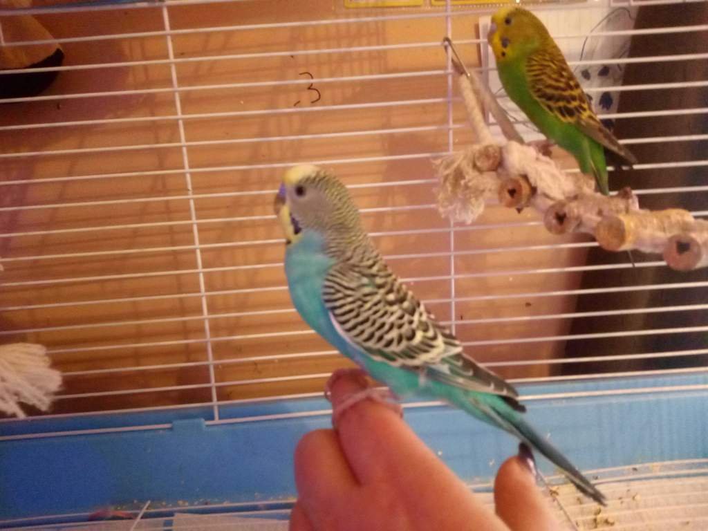 Today Is Going Great Birds Amino Amino today-is-going-great-birds-amino-amino
