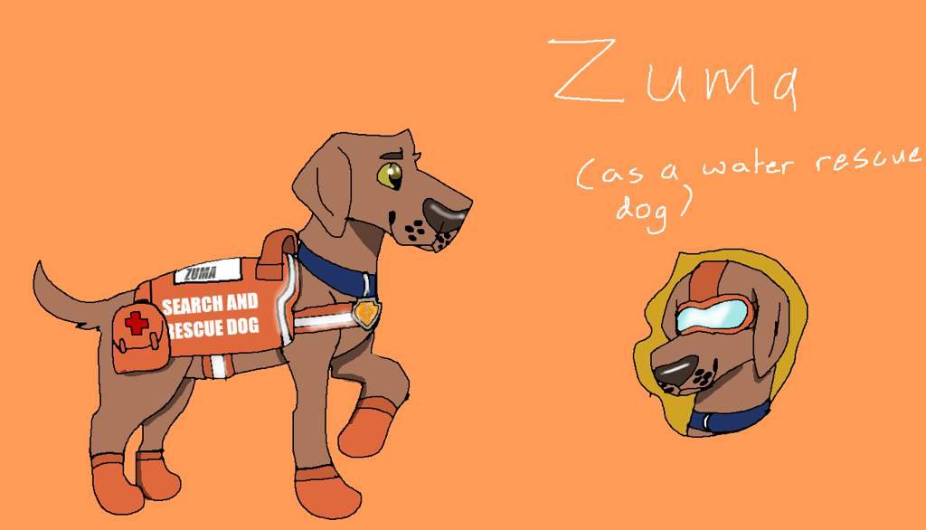 Zuma Grown Up 🐾paw Patrol Amino