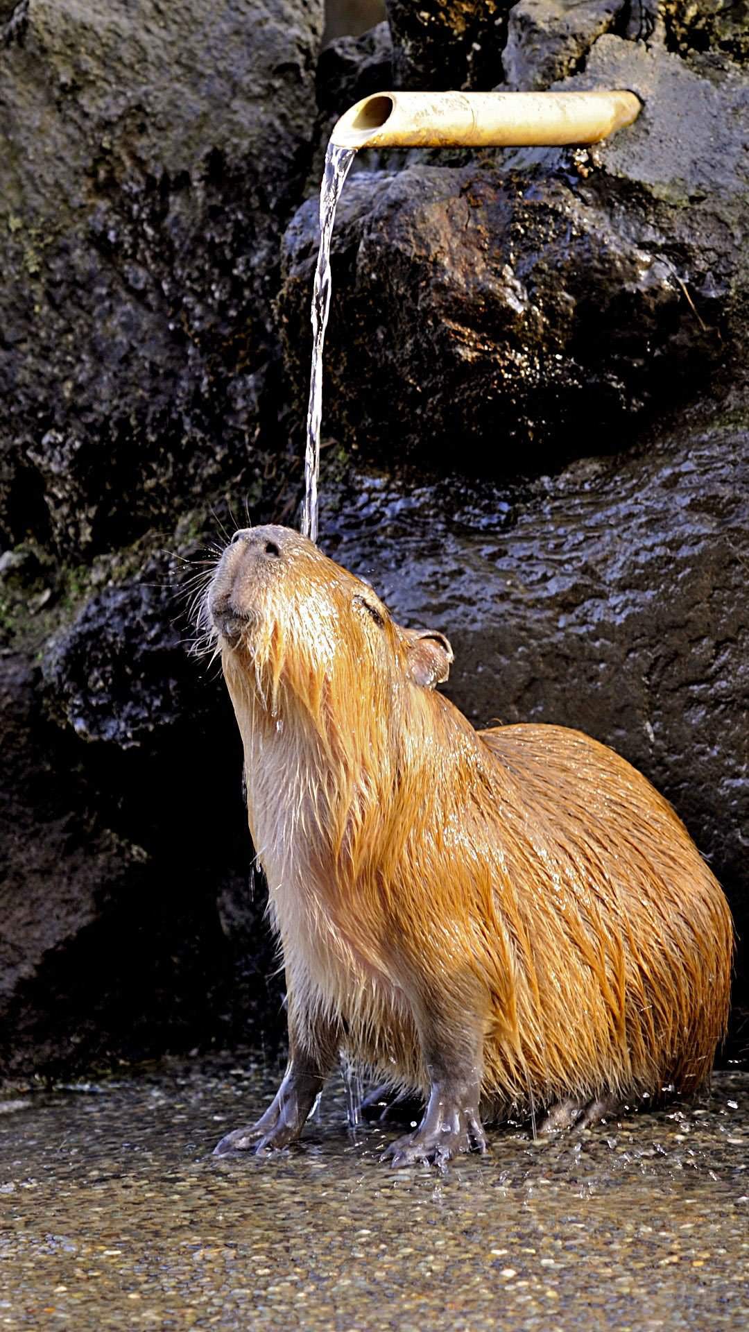 Can anyone draw me a capybara dragon? | Wings Of Fire Amino Can anyone draw me a capybara dragon? | Wings Of Fire Amino