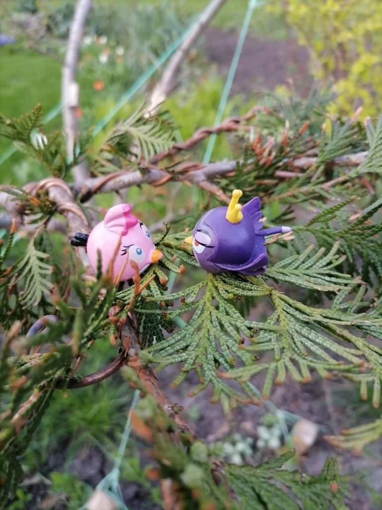 Сухарика альбом : выпуск 3 | Angry Birds 🐦 amino ( RUS) Amino
