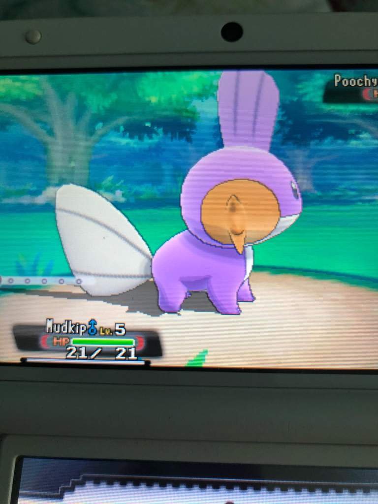 Shiny Mudkip In Omega Ruby Shiny Pokemon Amino Amino