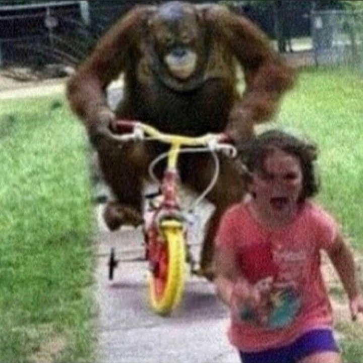 Macaco Bike Shitpost Amino