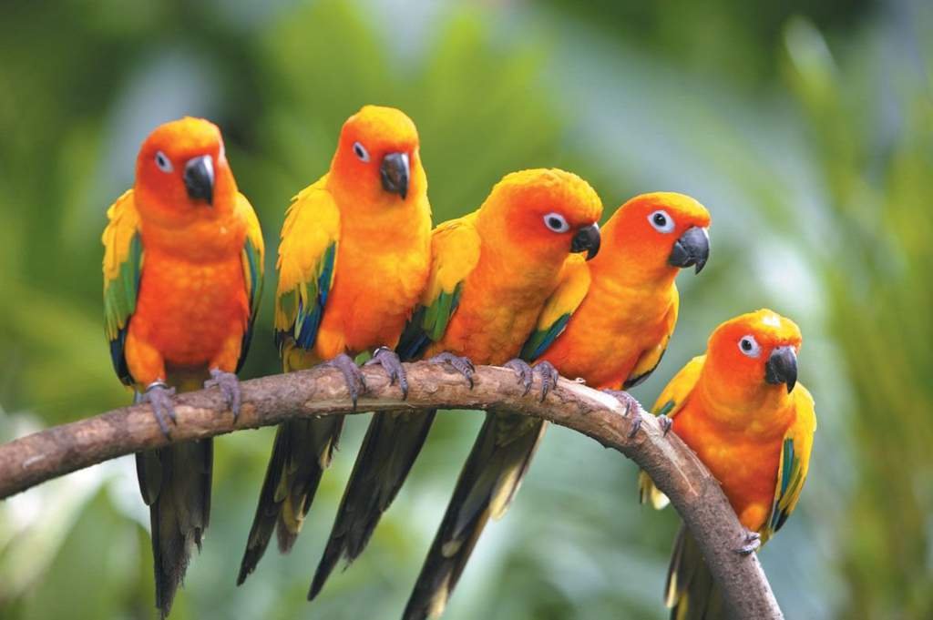 NATIONAL BIRD DAY Kerala Amino national-bird-day-kerala-amino
