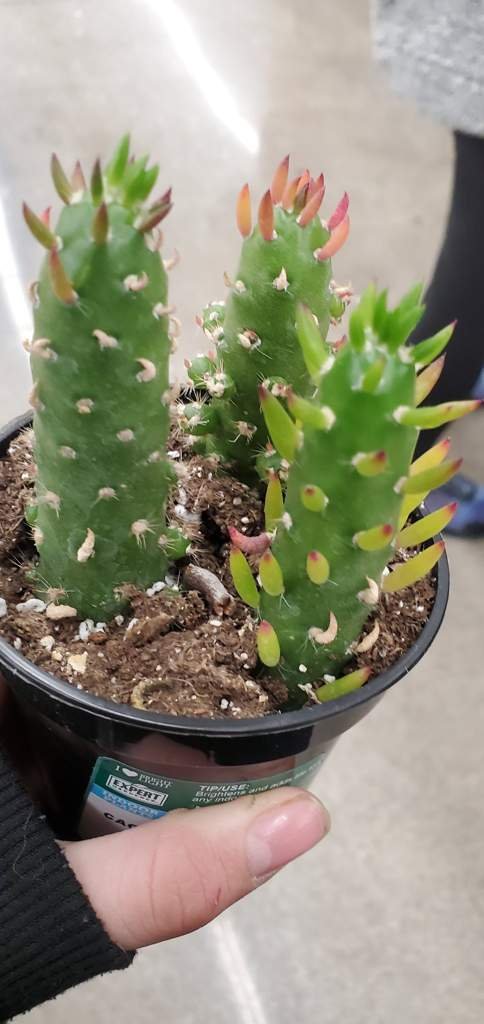 New Boy Gardening Plants Amino