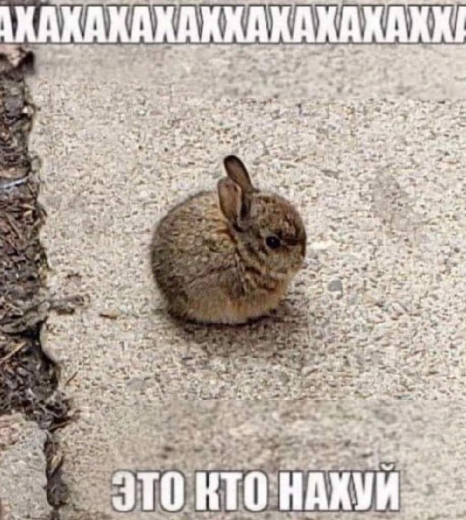 Кролик-убийца | Wiki | «На окраине Леса» Крипипаста Amino