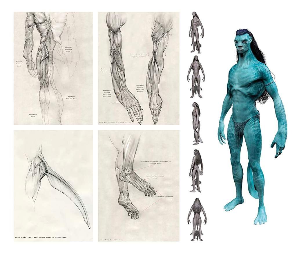 The Navi Avatar Anatomy Avatar Shifting Amino