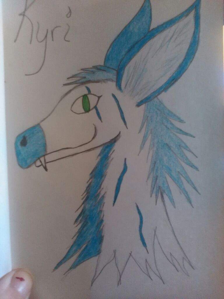 Kyri Dragonfox Furry Amino