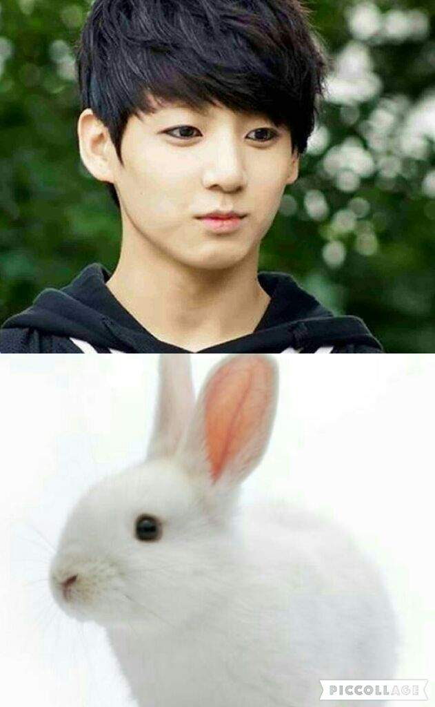 BTS as Animals | ARMY's Amino