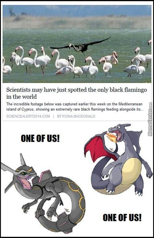 Shiny Pokemon Memes Pokémon Amino