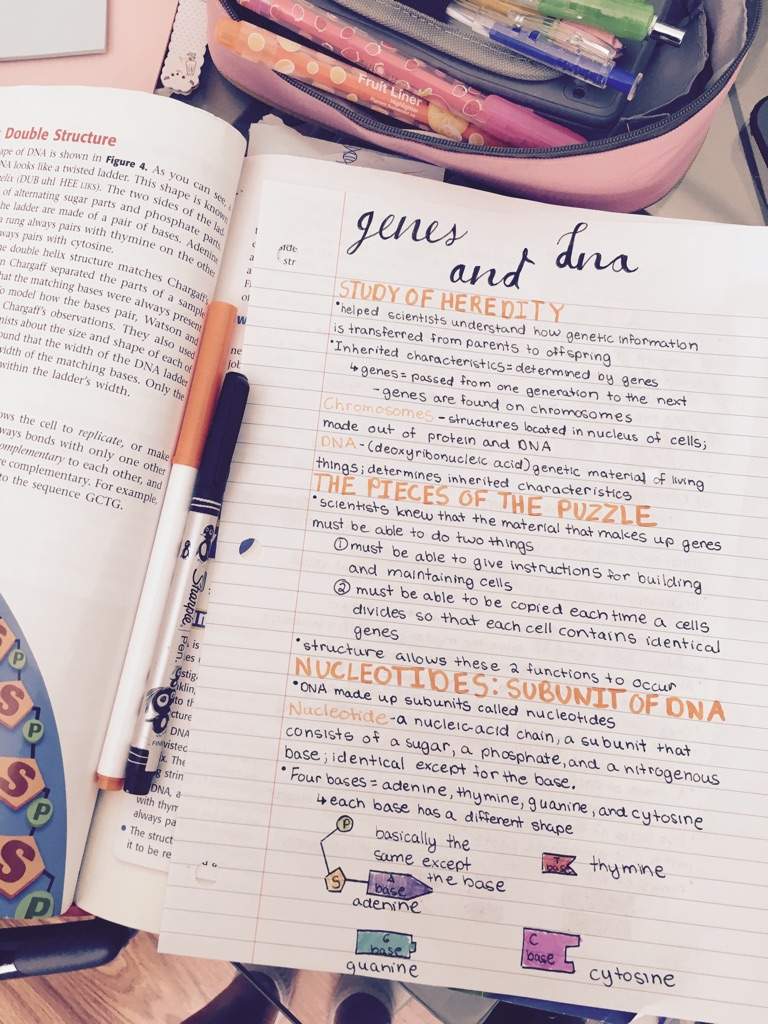 Biology Notes School Amino