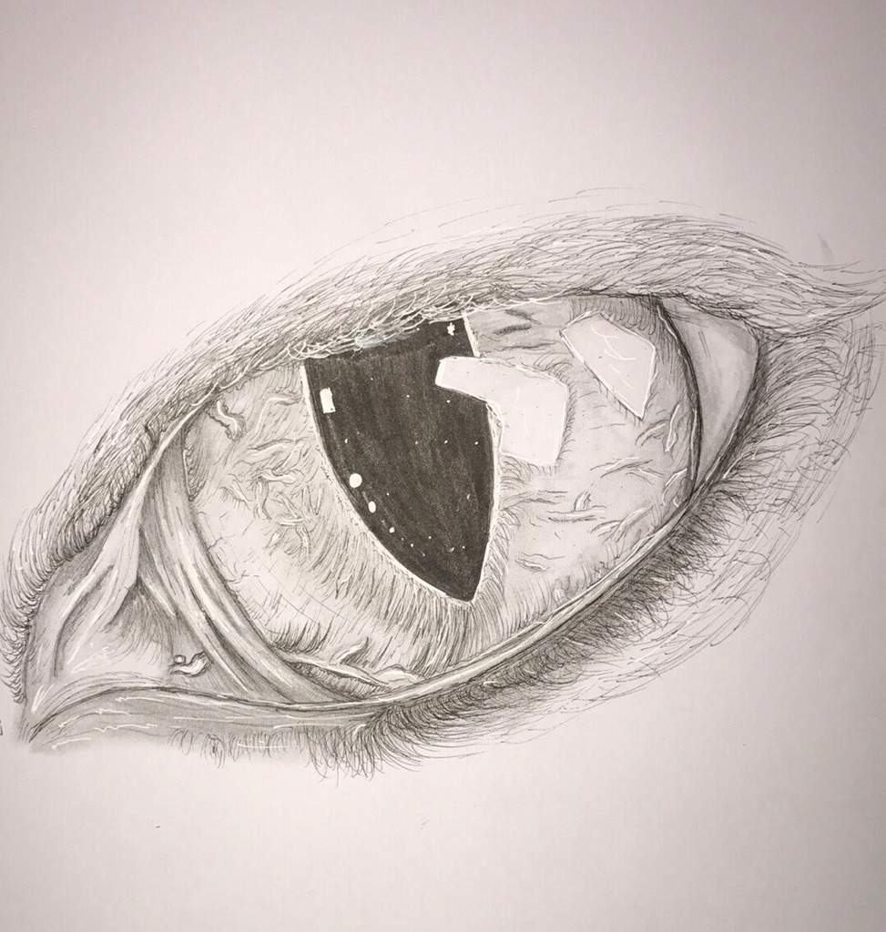 Wolf Eye Drawing Amino