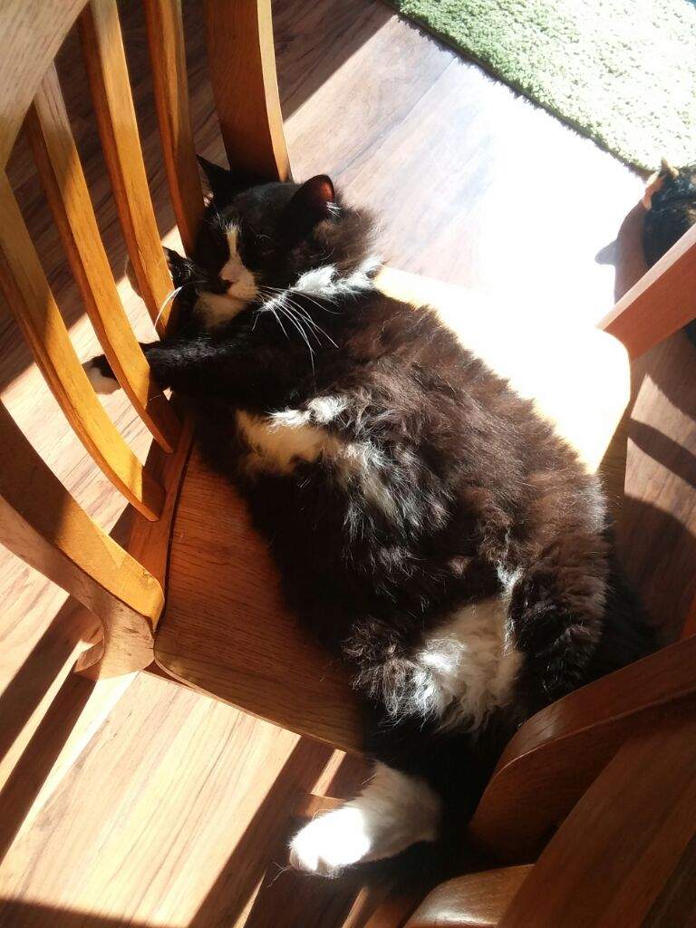 Thicc Cat Cats For All Amino