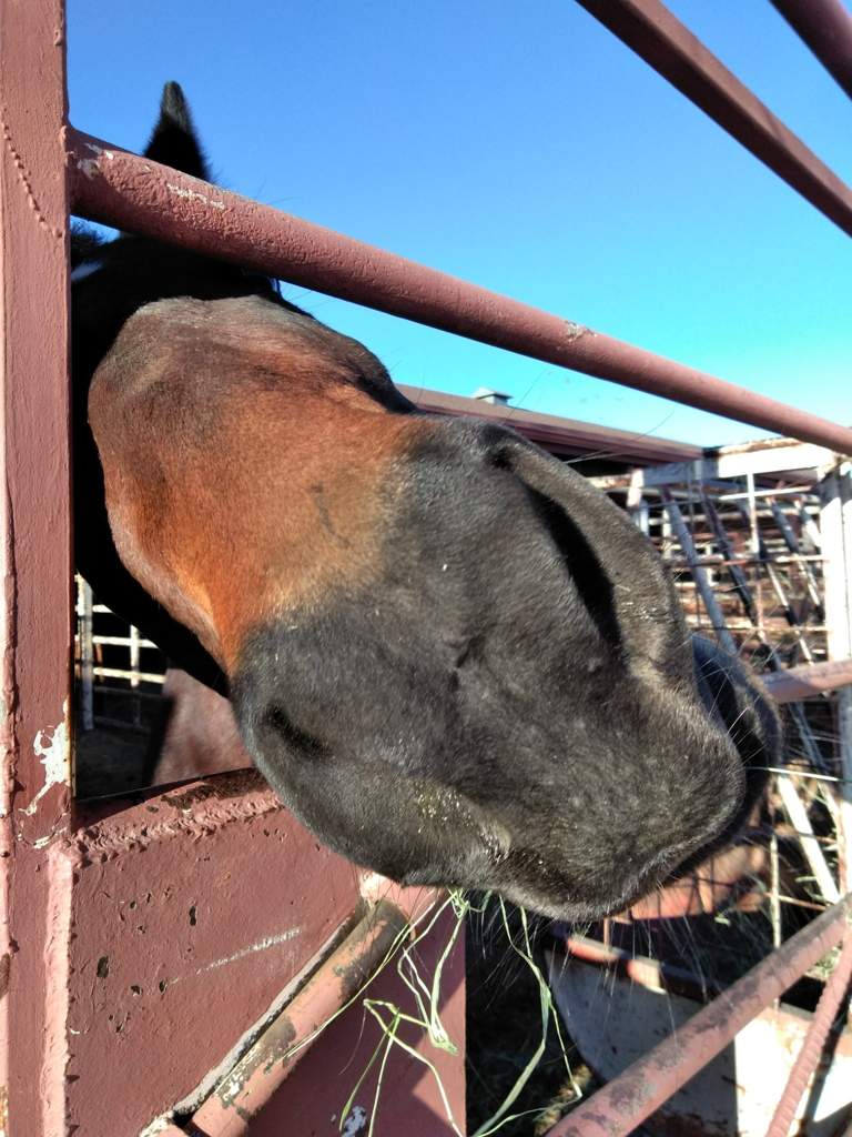 Went To The Barn And This Horse Tried To Grab My Phone Equestrian went-to-the-barn-and-this-horse-tried-to-grab-my-phone-equestrian
