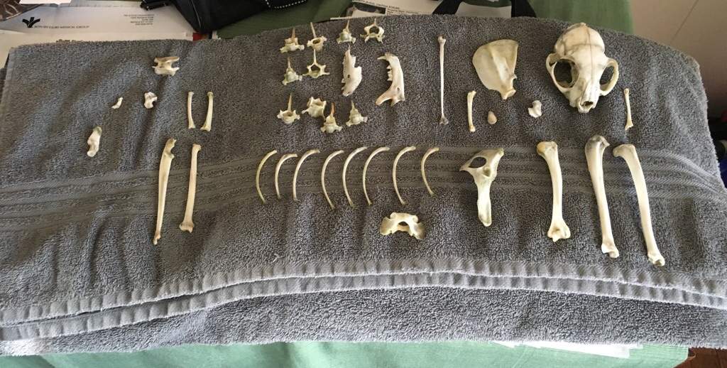 What Do Cat Bones Look Like