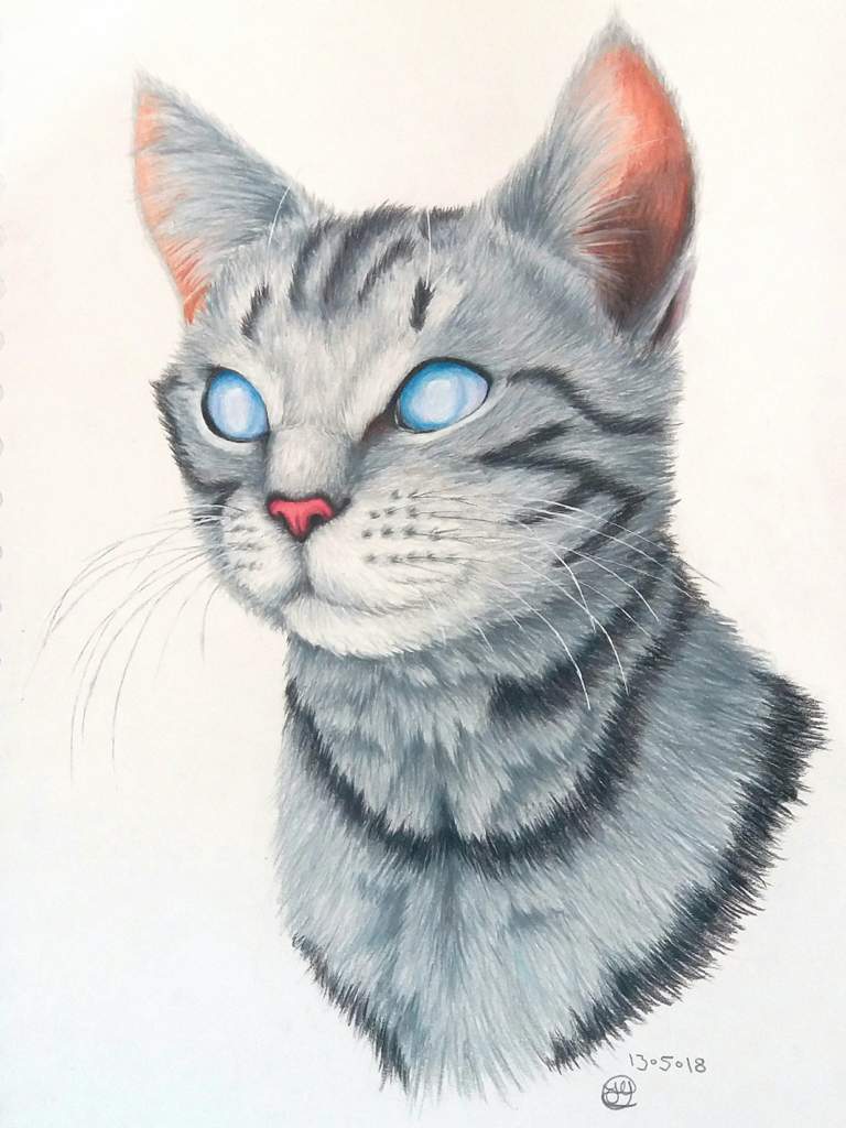 Drawings Of Cats Realistic Cat Meme Stock Pictures And Photos