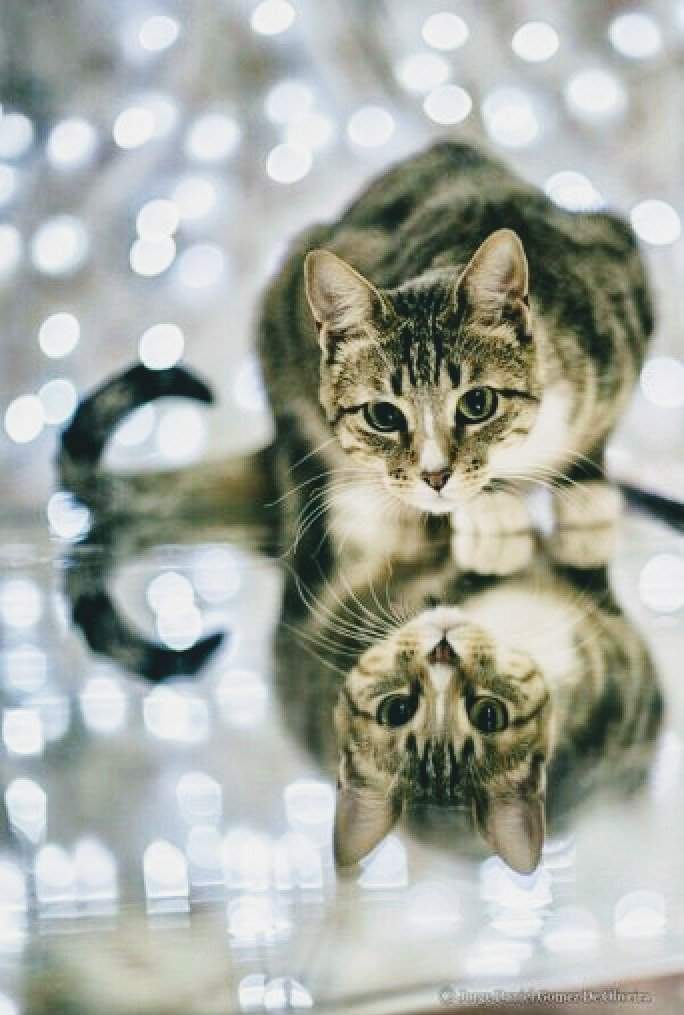 Name Prefixes And Suffixes Wiki Warrior Cats Amino name-prefixes-and-suffixes-wiki-warrior-cats-amino