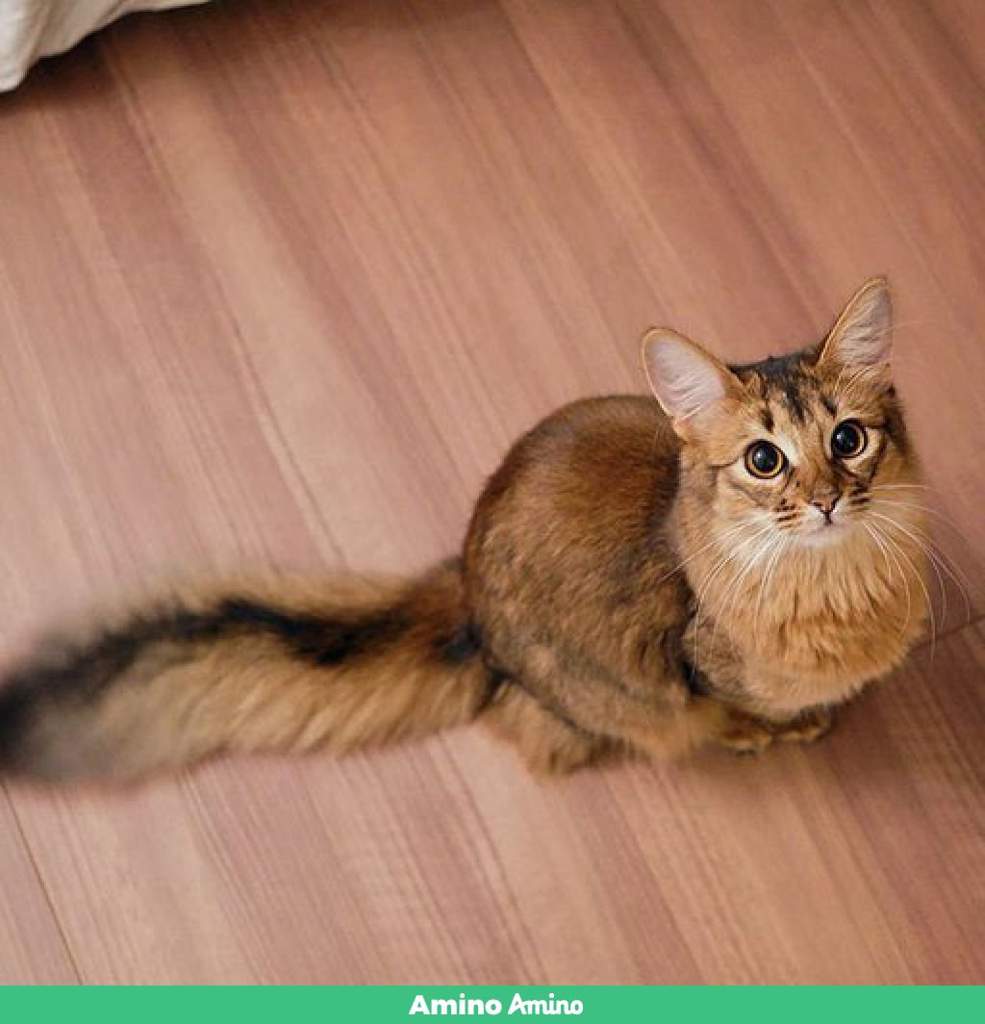 Топ 10 самых красивых котов и кошек в мире часть п Wiki Котэ {rus